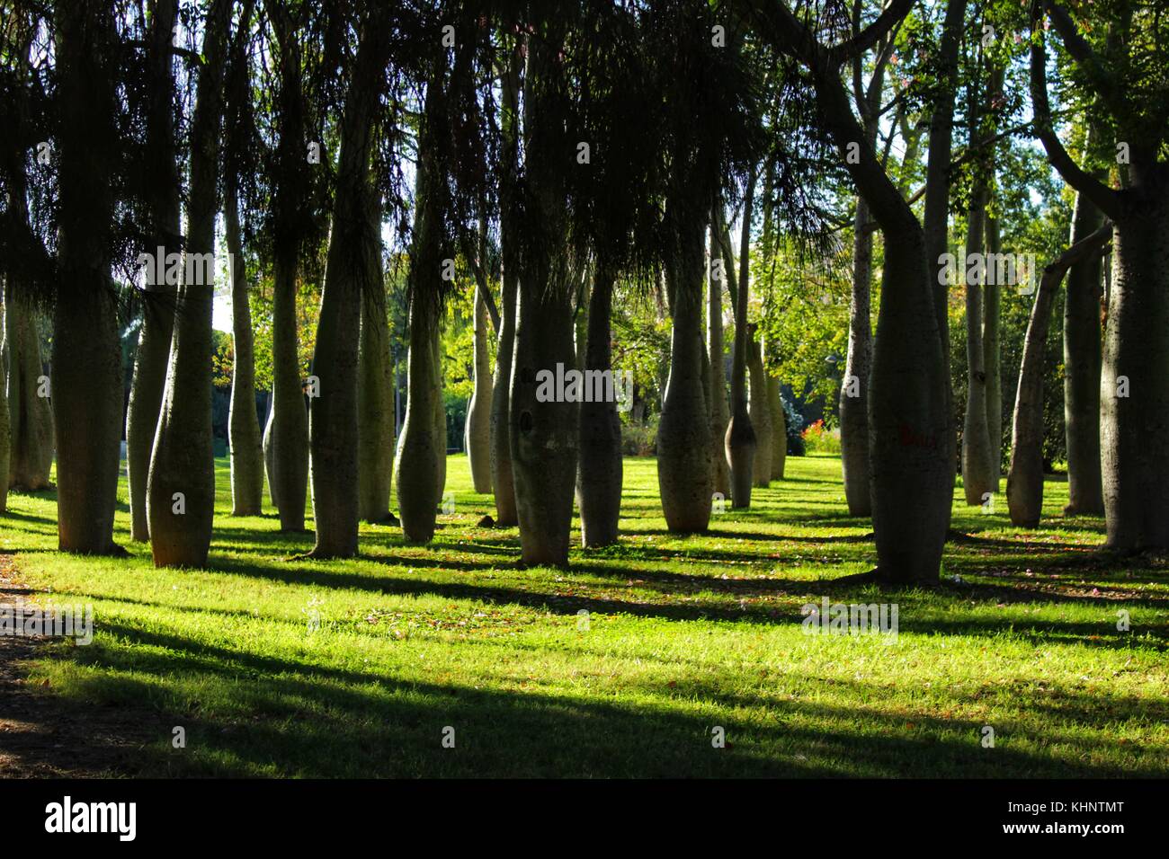 Ceiba speciosa forest in Valencia, Spain Stock Photo - Alamy