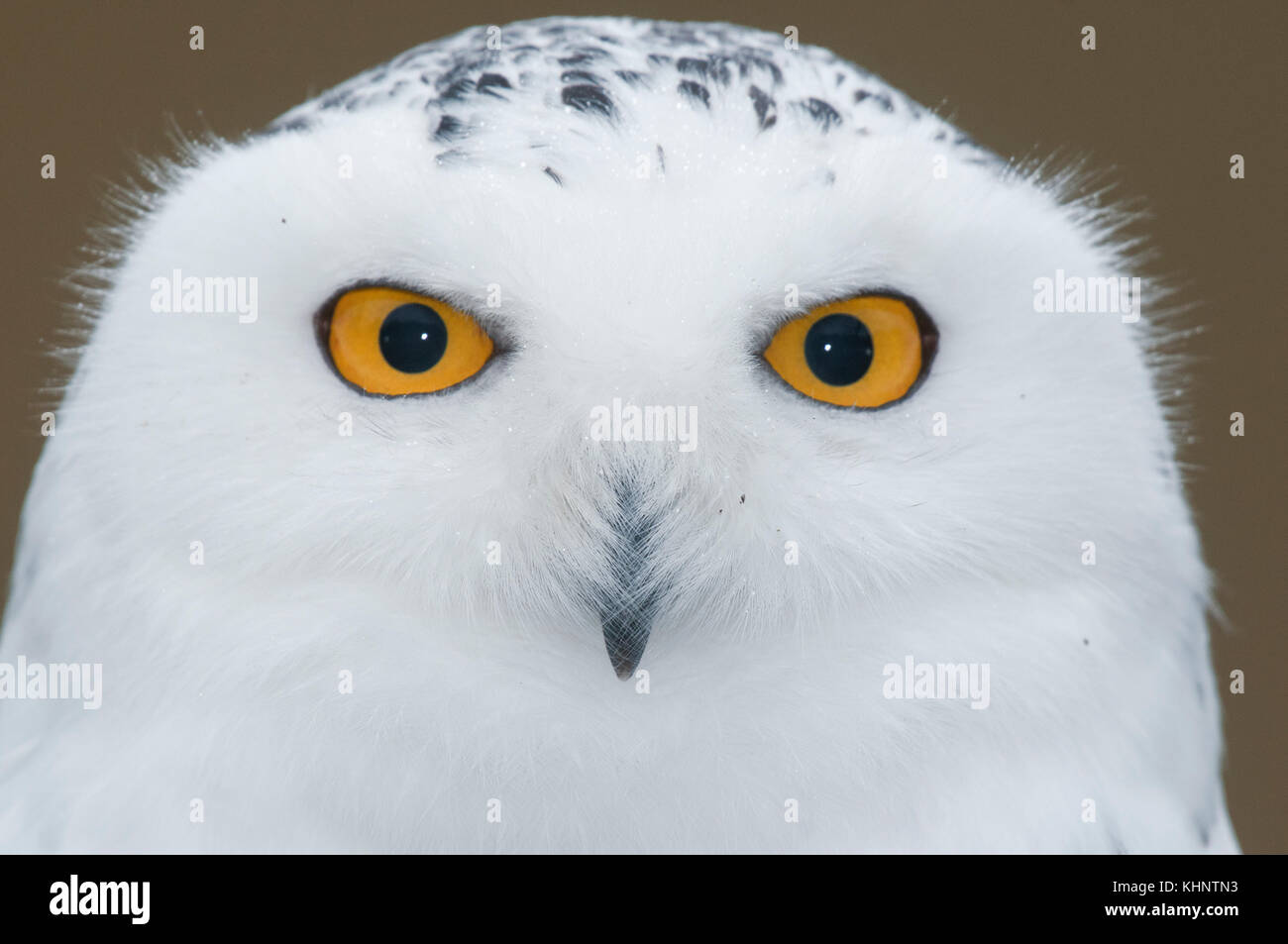 Snowy Owl (Nyctea scandiaca), Howell Nature Center, Michigan Stock ...
