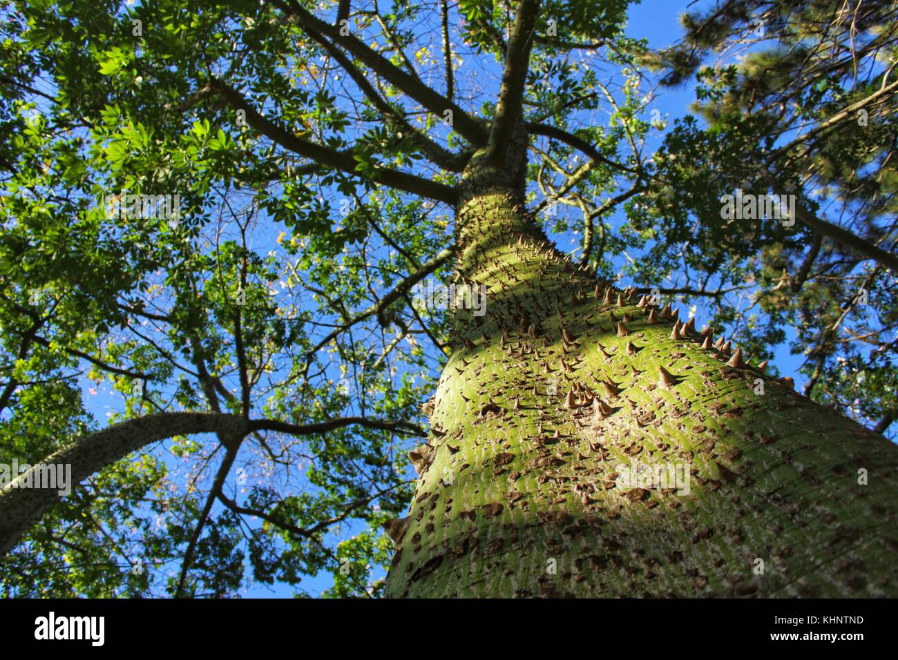 Ceiba speciosa trunk Stock Photo - Alamy
