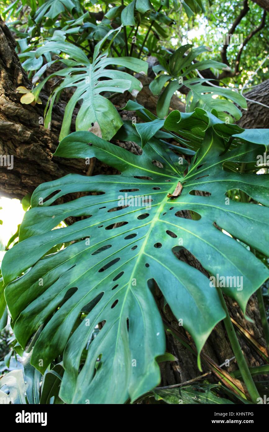 Beautiful monstera deliciosa in the garden Stock Photo - Alamy