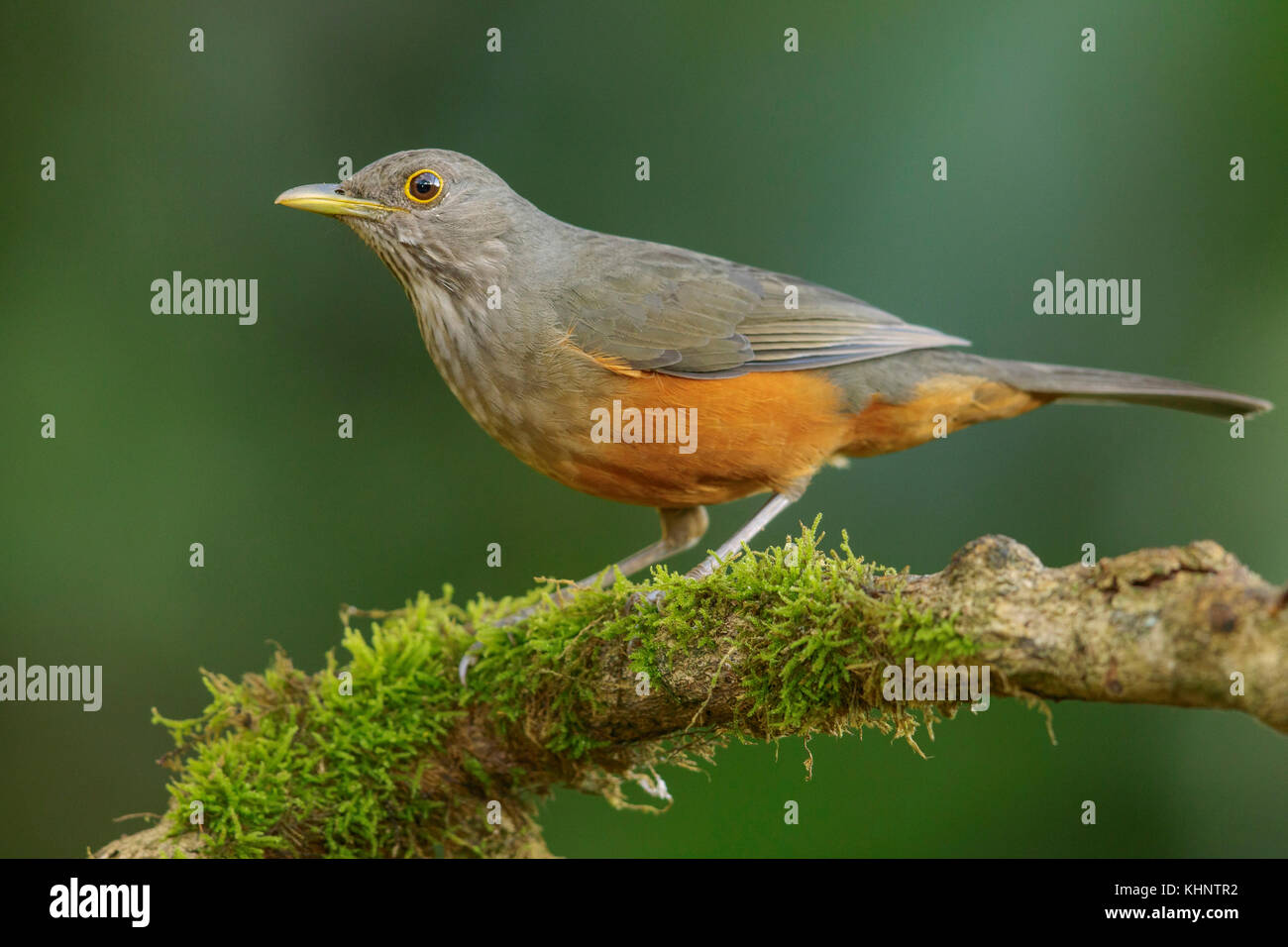 Rufous-bellied Thrush (Turdus rufiventris), Atlantic Rainforest, Brazil ...