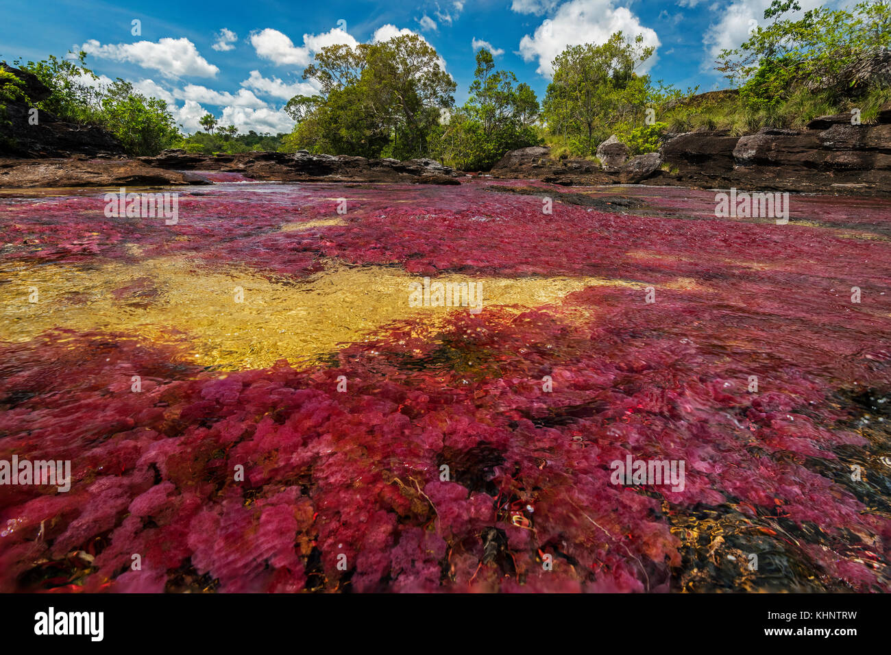 Riverweed (Macarenia clavigera) in river, Cano Cristales, Sierra De La ...
