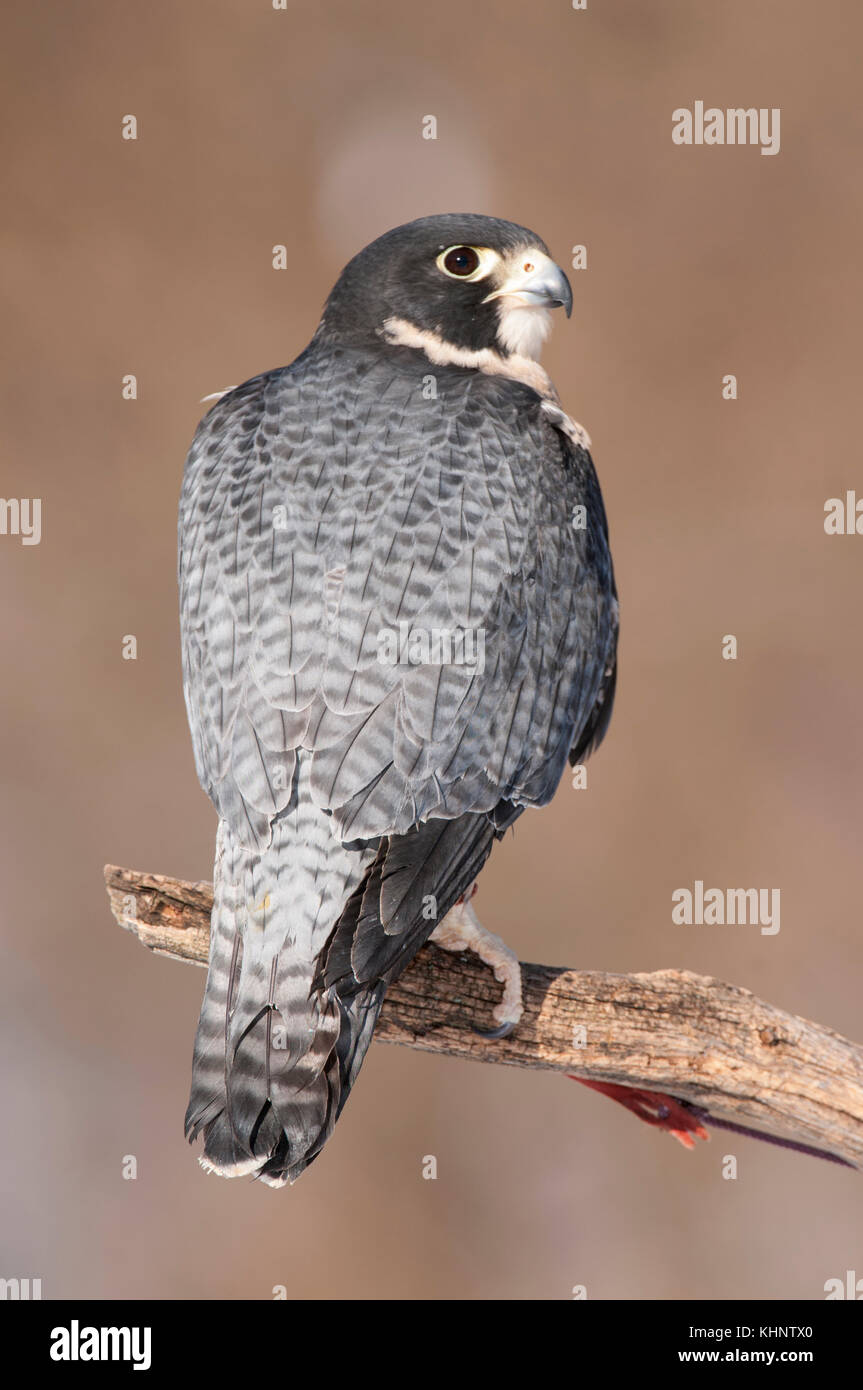 Peregrine Falcon (Falco peregrinus), Howell Nature Center, Michigan ...
