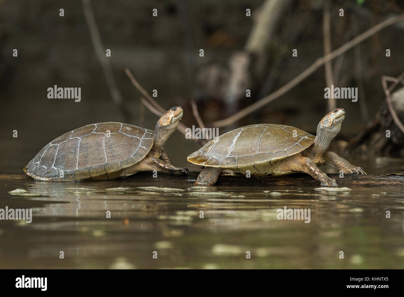 Podocnemis hi-res stock photography and images - Alamy
