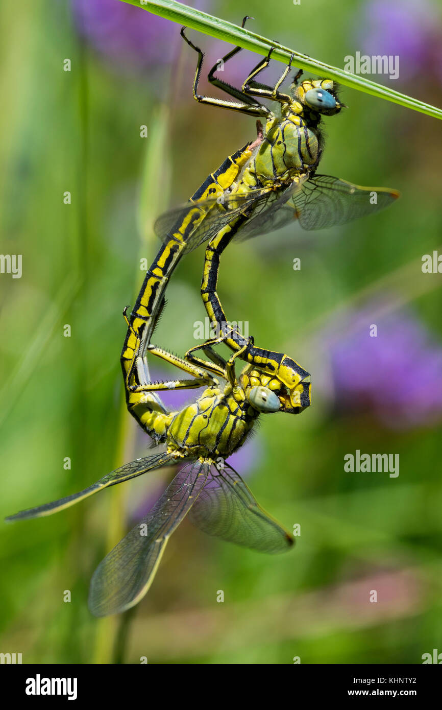 Yellow-legged Clubtail (Gomphus pulchellus) dragonflies mating, Upper ...