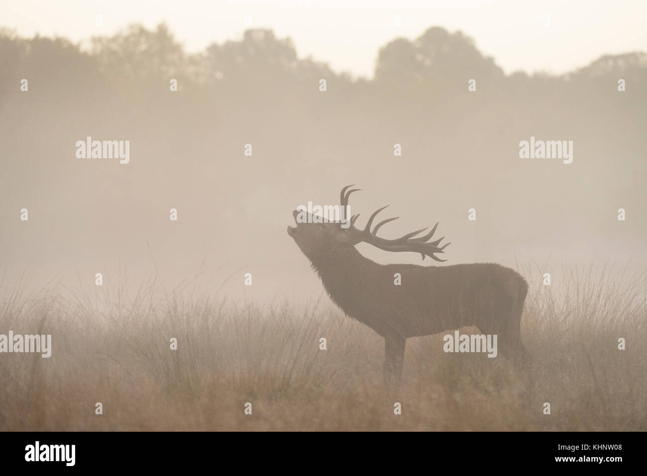Red Deer (Cervus elaphus) stag bellowing in mist, England, United ...