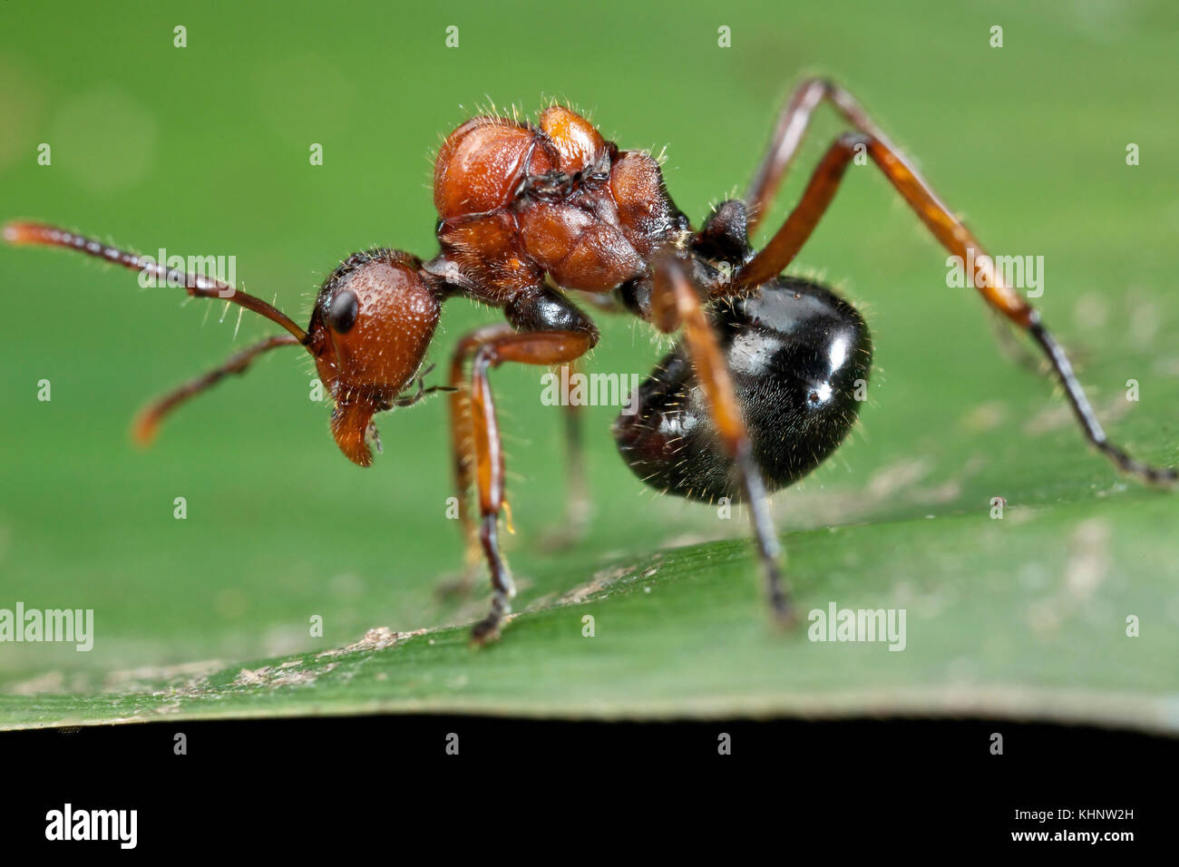 Ant (Formicidae) in defensive posture, Danum Valley Conservation Area ...
