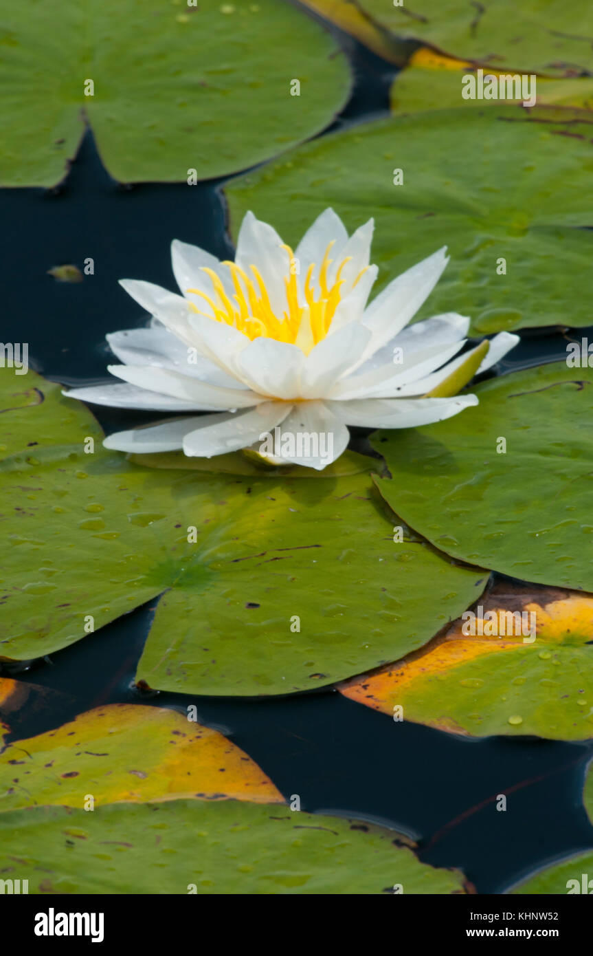 Fragrant Water Lily (Nymphaea odorata) flower, northern Michigan Stock ...