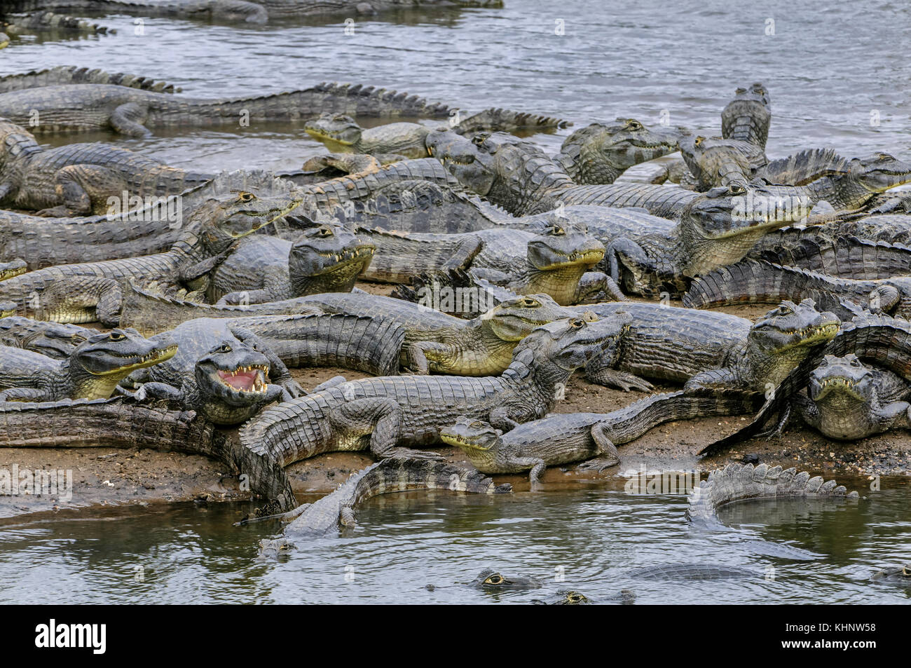 Jacare Caiman (Caiman yacare) group basking, Pantanal, Mato Grosso ...