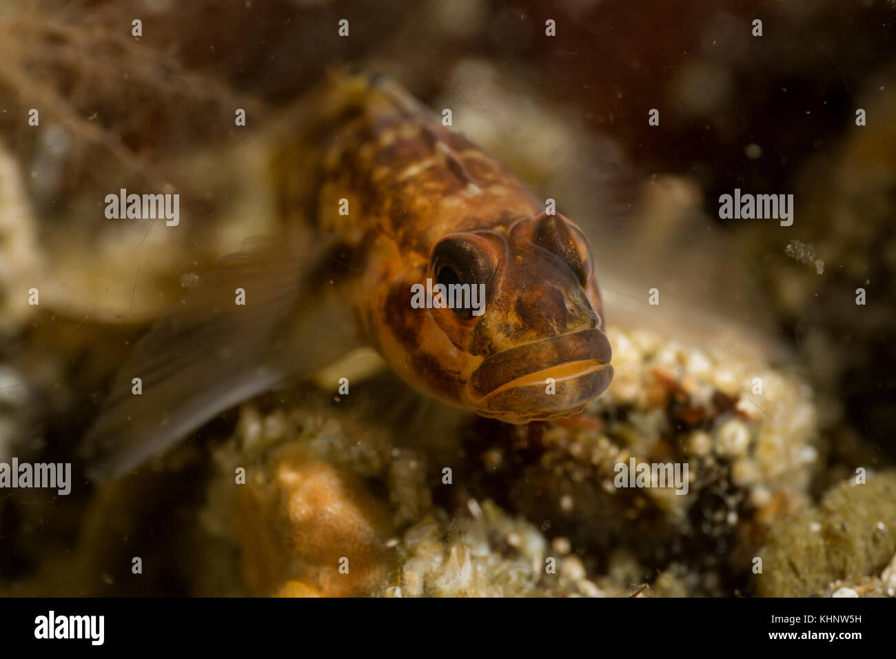 Underwater macro picture of a rock fish. Taken at Coopers Green ...