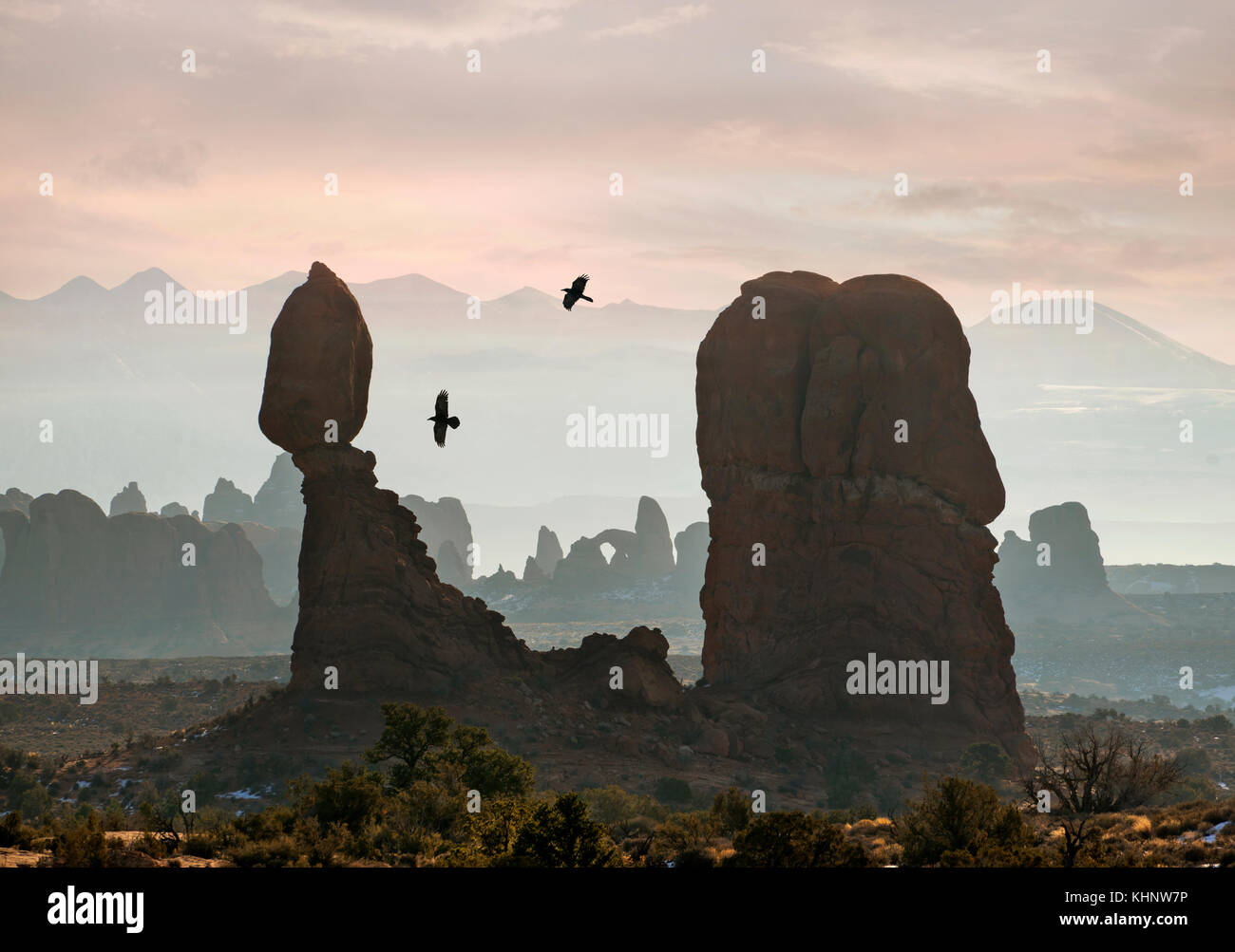 Common Raven (Corvus corax) pair flying over Balanced Rock formation ...