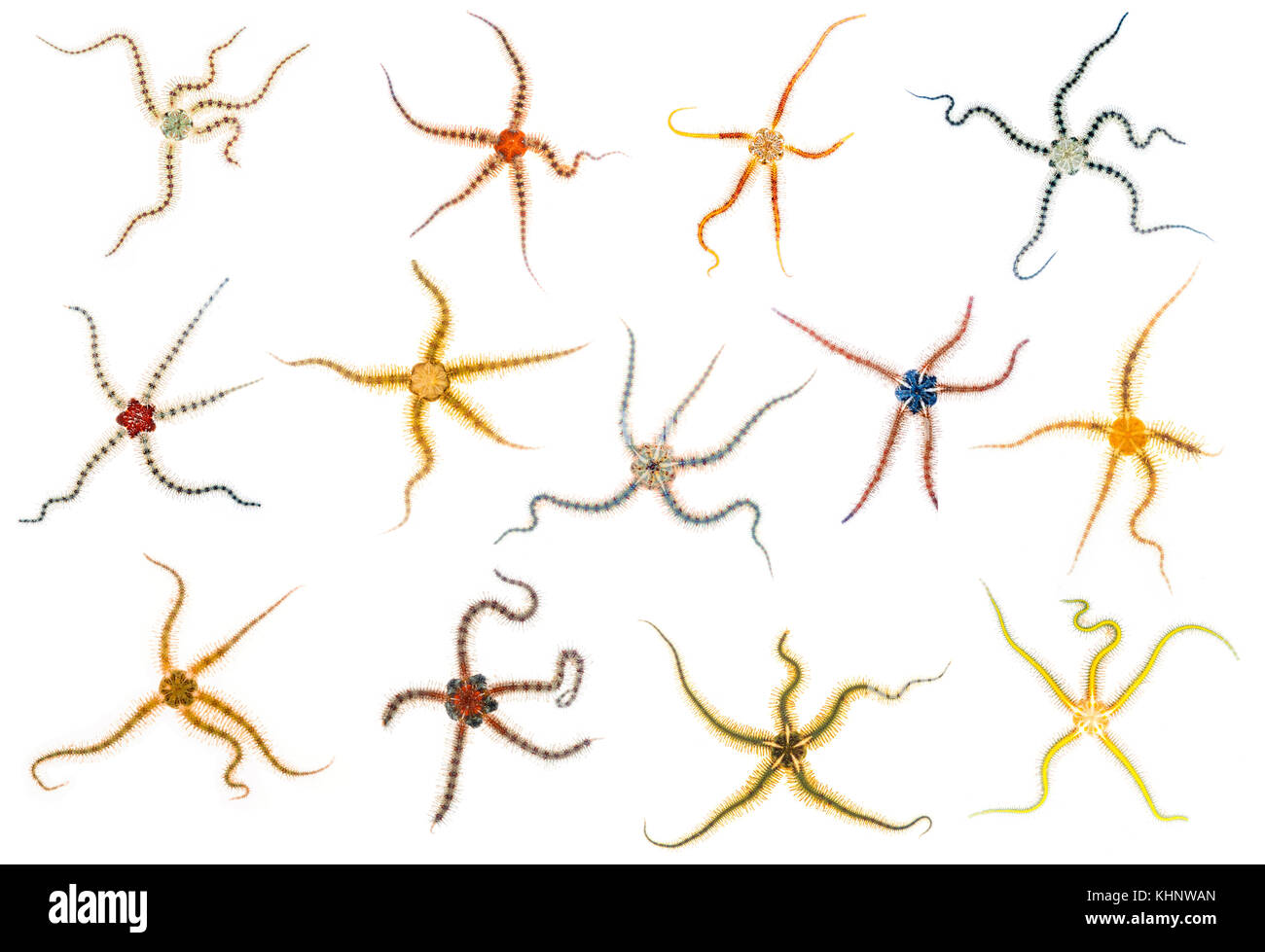 Common Brittlestar (Ophiothrix fragilis) group, composite image ...