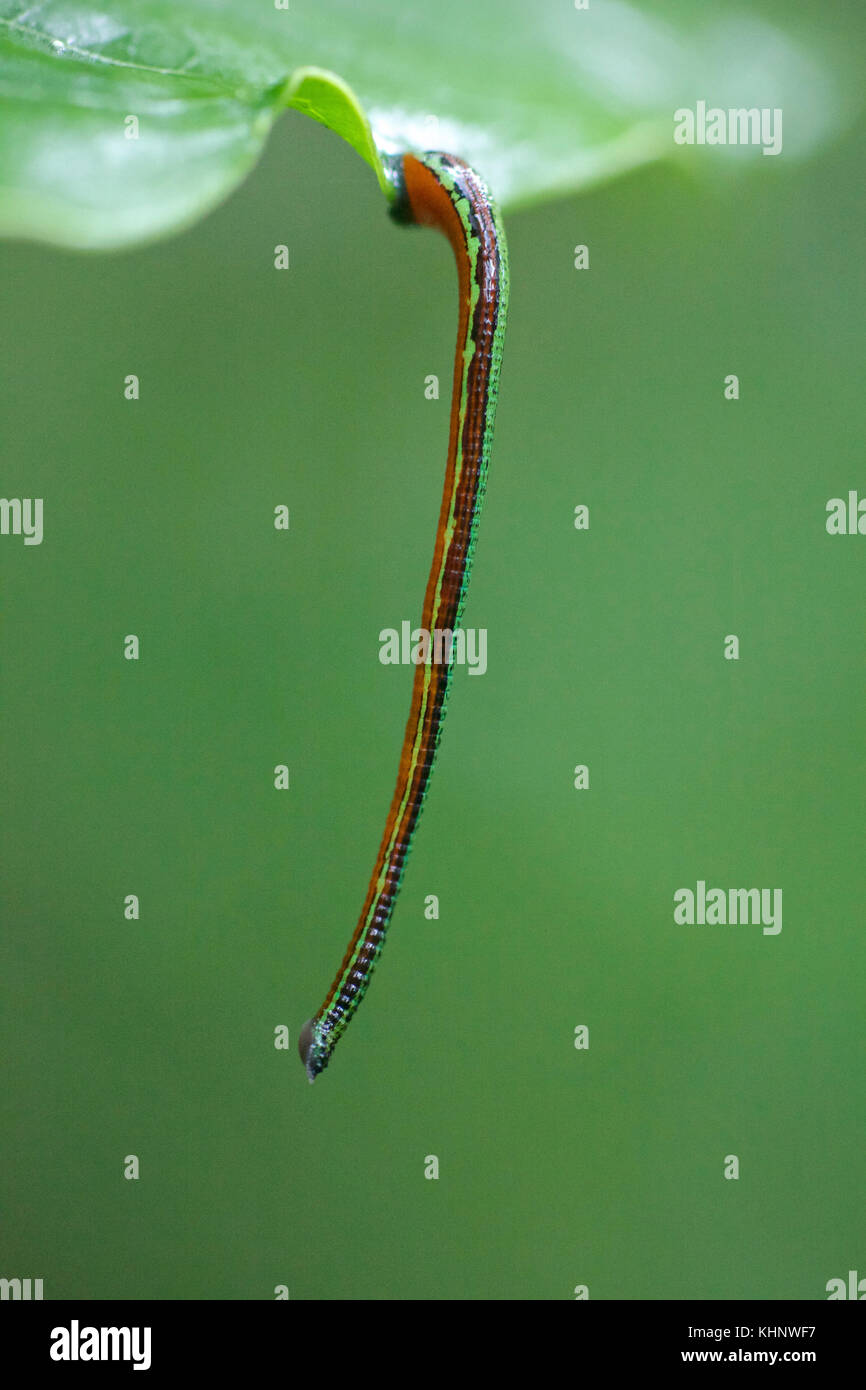 Tiger Leech (Haemadipsa picta), Kerinci Seblat National Park, Sumatra ...