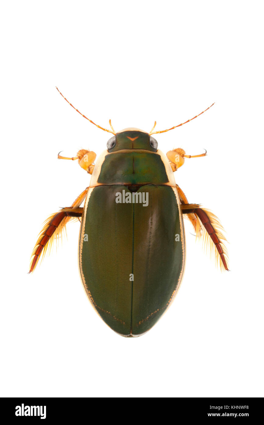 Diving Beetle (Dytiscus dimidiatus) male, Herkenbosch, Netherlands ...