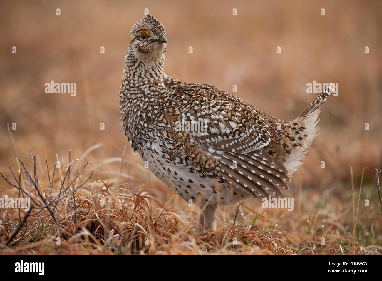 Sharp-tailed Grouse (Tympanuchus phasianellus), Crex Meadows Wildlife ...