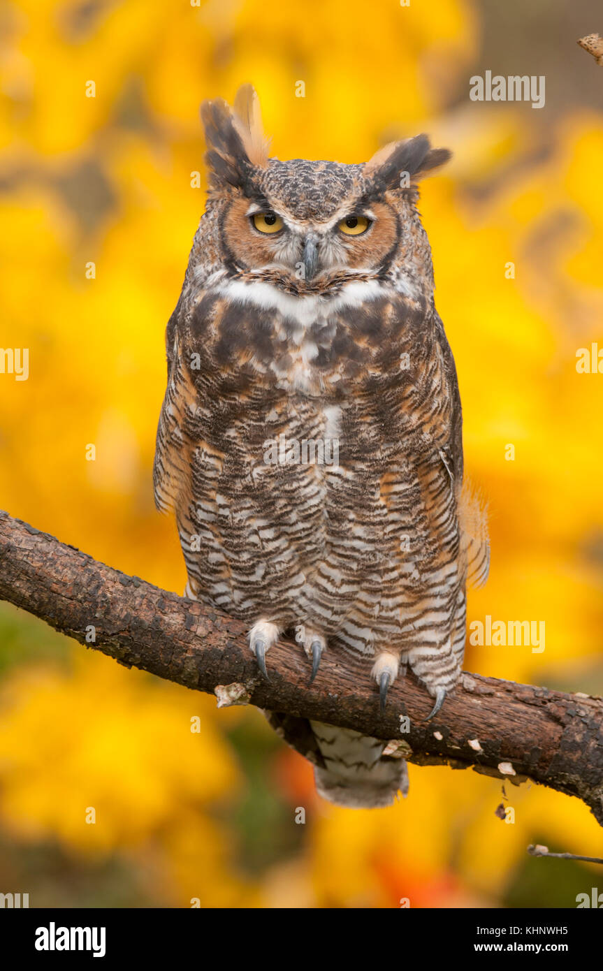Great Horned Owl (Bubo virginianus), Howell Nature Center, Michigan ...