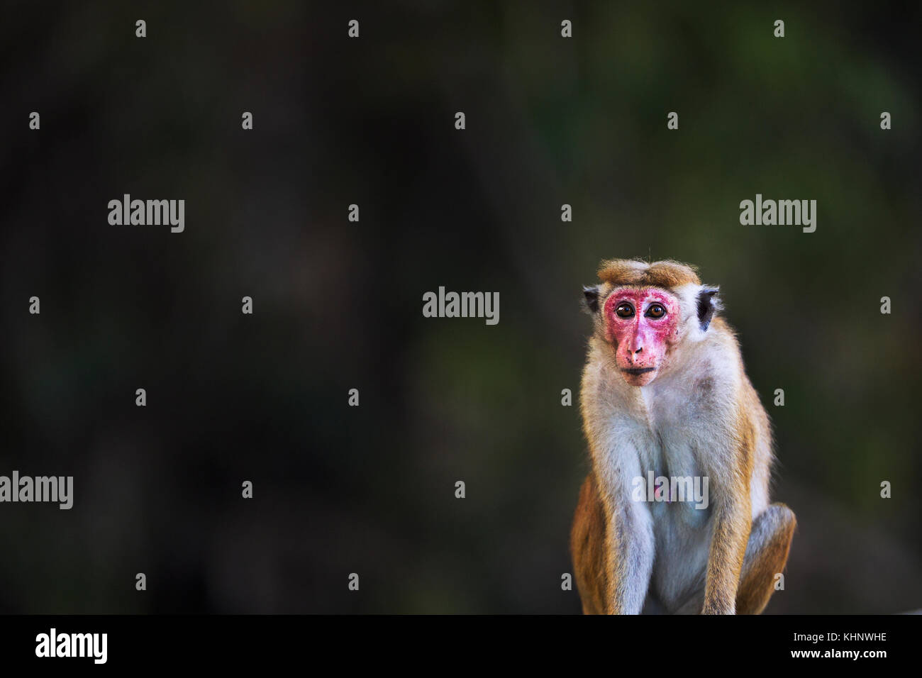 Toque Macaque (Macaca sinica) female, Polonnaruwa, Sri Lanka Stock ...