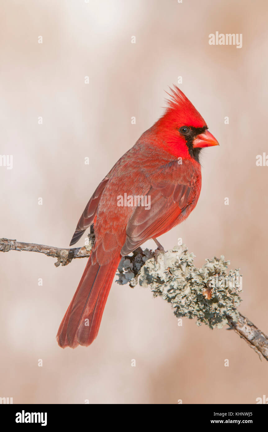 Northern Cardinal (Cardinalis cardinalis) male, North America Stock ...