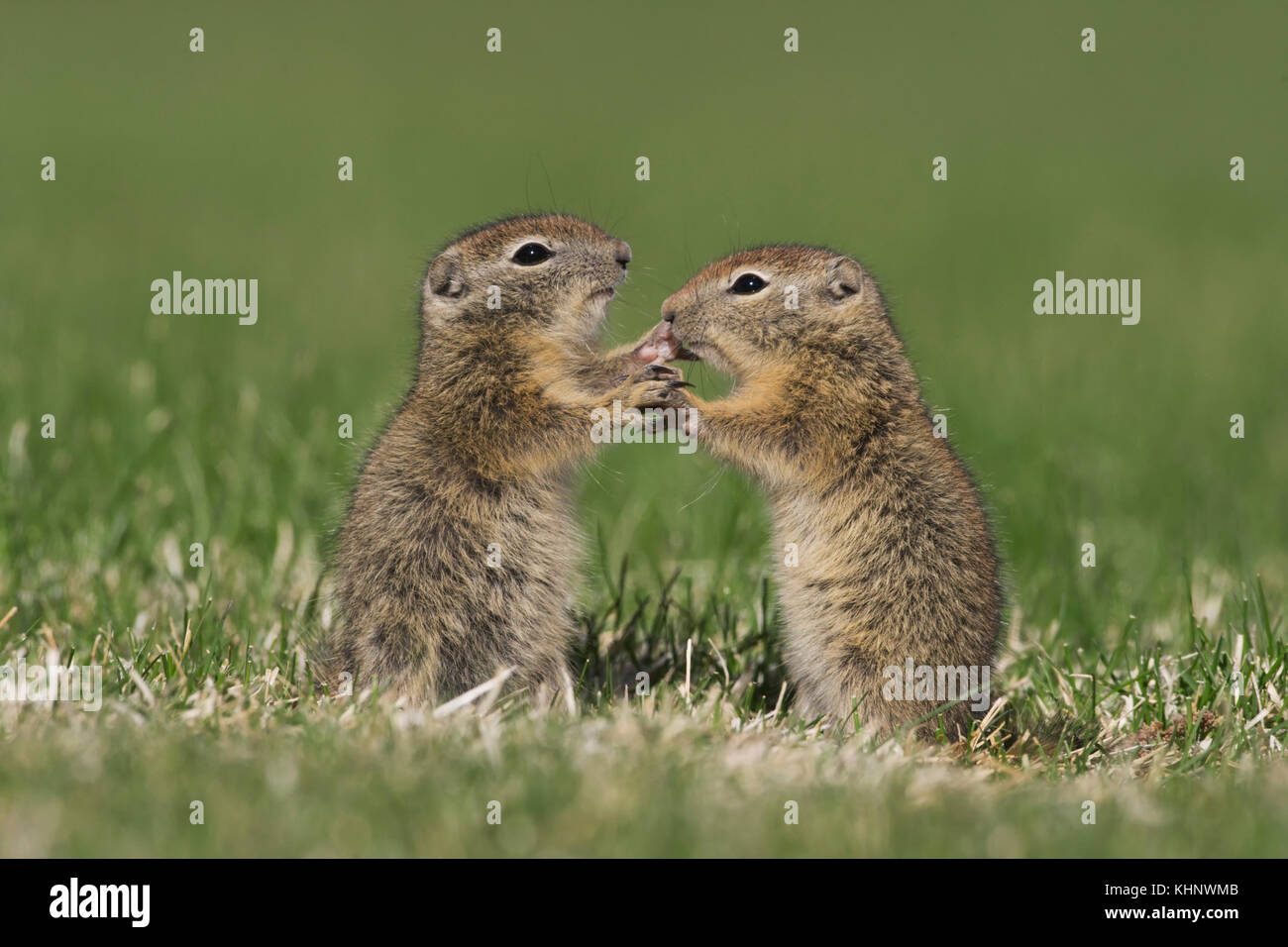 "Belding's Ground Squirrel (Spermophilus beldingi) young playing ...