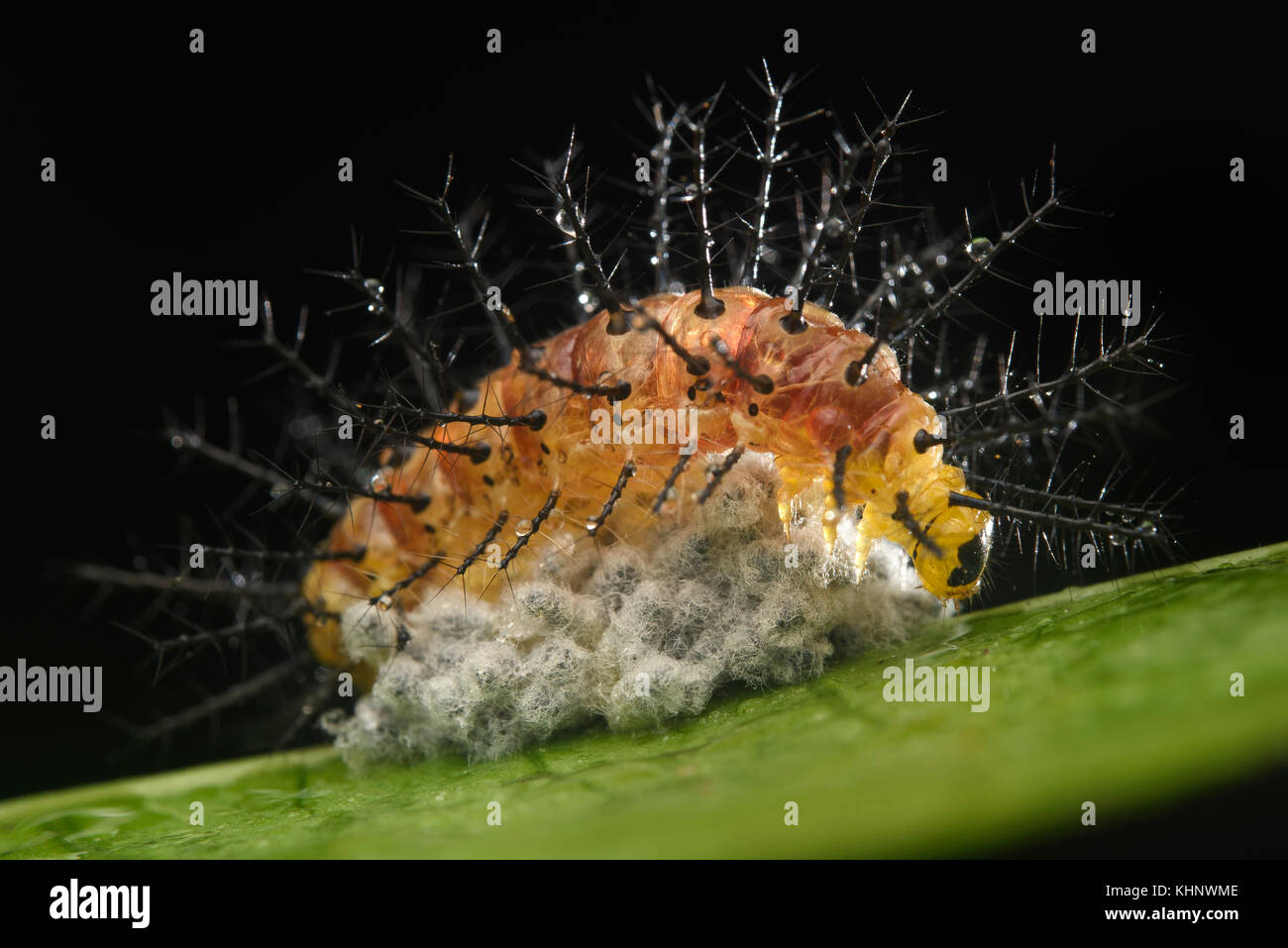 Nymphalid Butterfly (Cupha erymanthis) caterpillar standing guard over ...