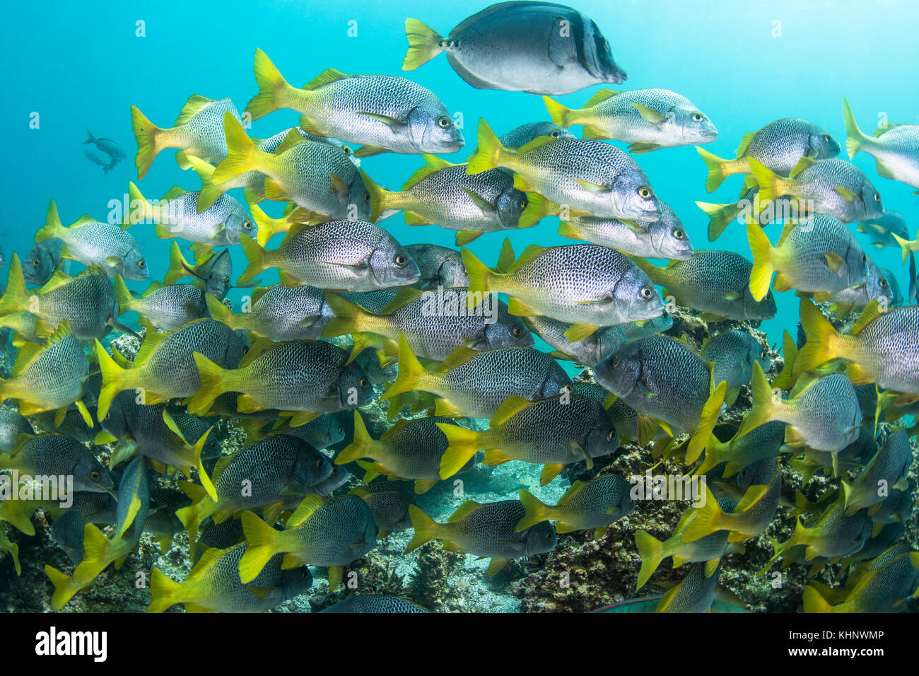 Yellow-tailed Grunt (Anisotremus interruptus) school, Rabida Island ...