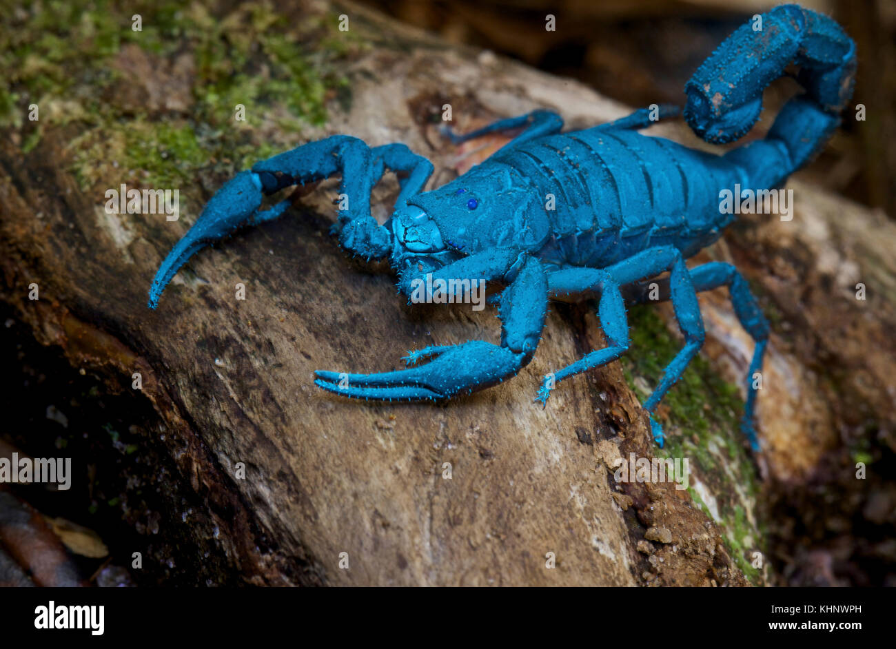Scorpion, photographed under UV light, Ranomafana National Park ...