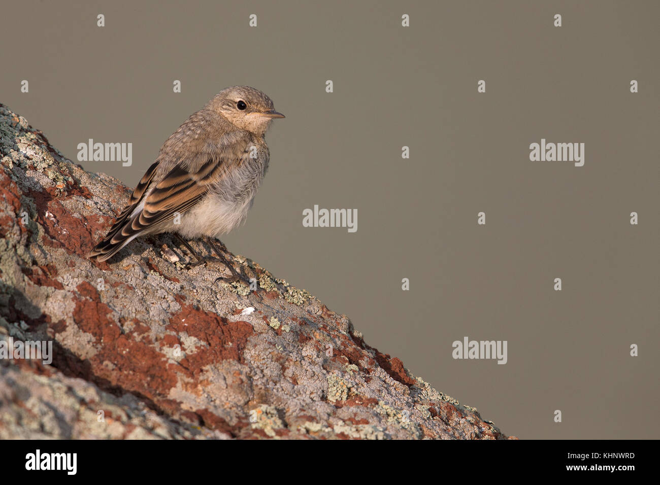 Isabelline Wheatear (Oenanthe isabellina), eastern Mongolia Stock Photo ...