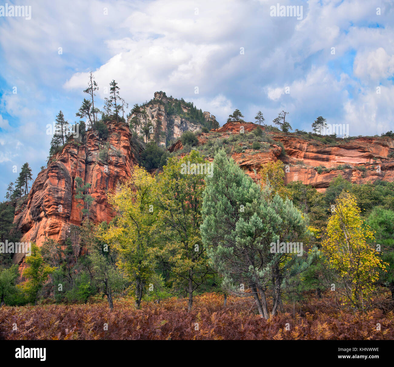 Ponderosa Pine (Pinus ponderosa) trees and cliff, Coconino National ...