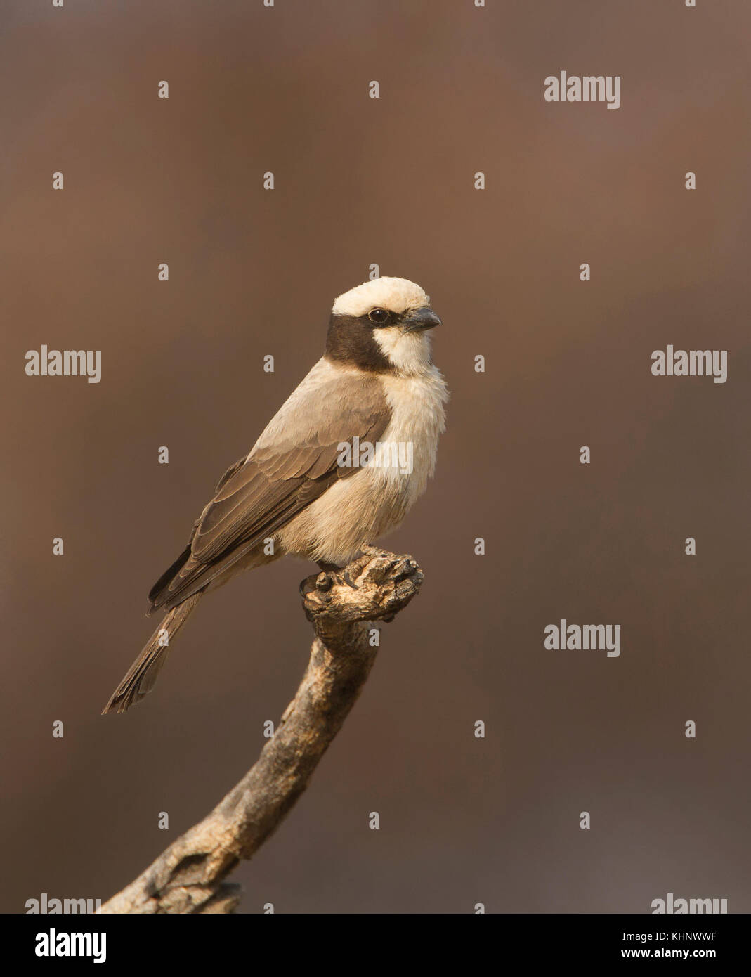 Southern White-crowned Shrike (Eurocephalus anguitimens), Namibia Stock ...