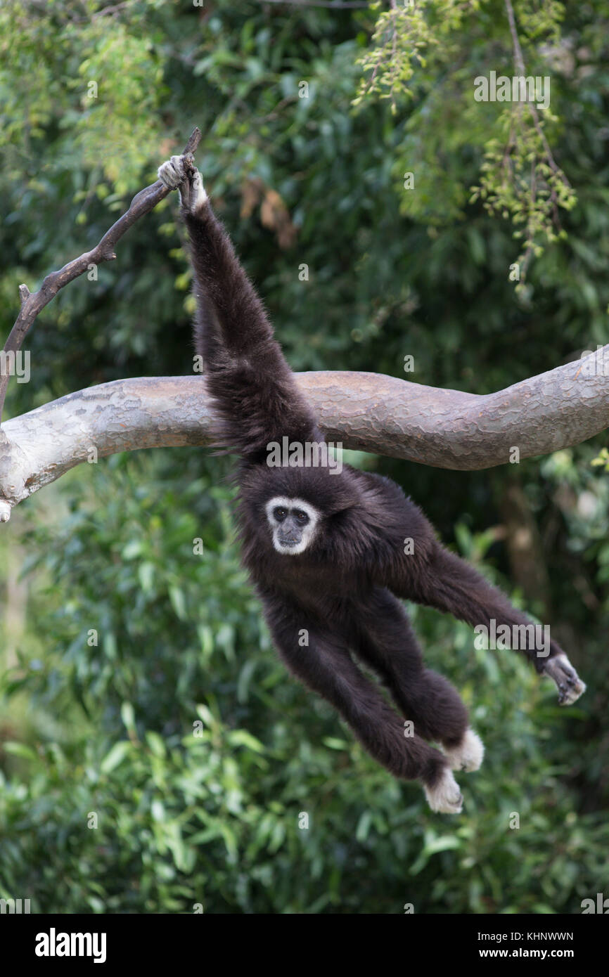 White-handed Gibbon (Hylobates lar) swinging in trees, native to ...