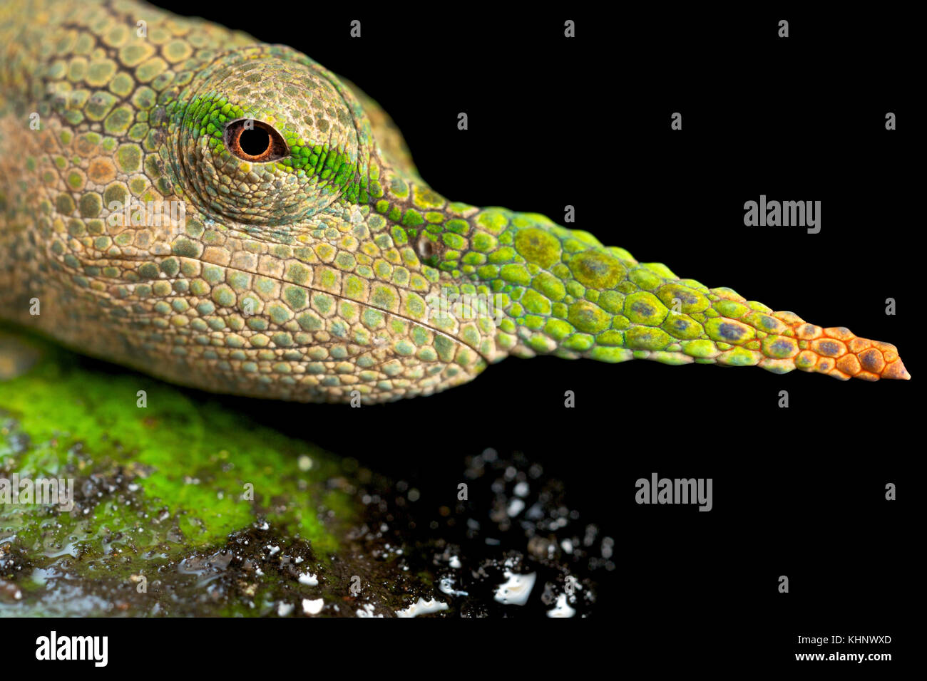 Pinocchio Chameleon (Calumma gallus) male, Madagascar Stock Photo - Alamy
