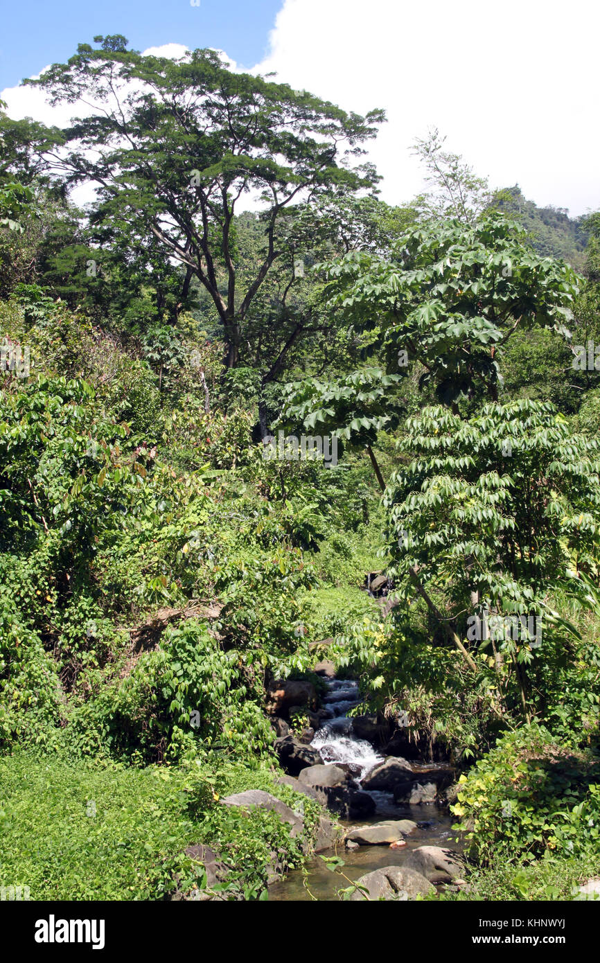 Rainforest grenada hi-res stock photography and images - Alamy
