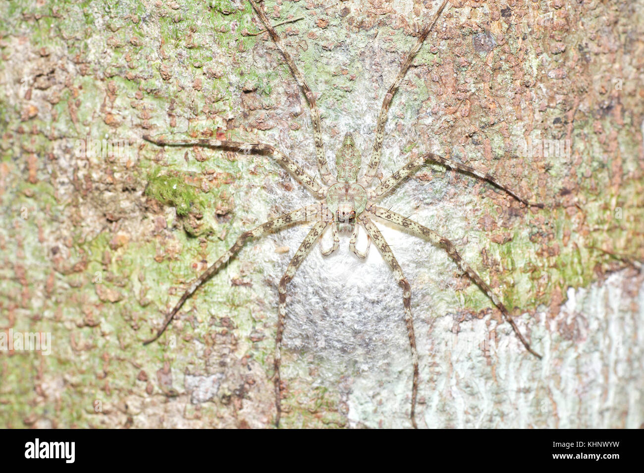 Huntsman Spider (Pandercetes sp) guarding eggs, Danum Valley ...