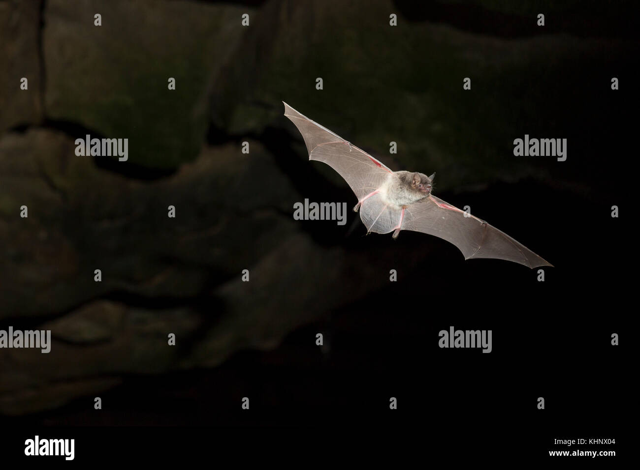 Gray Myotis (Myotis grisescens) flying out of cave, Mammoth Cave ...
