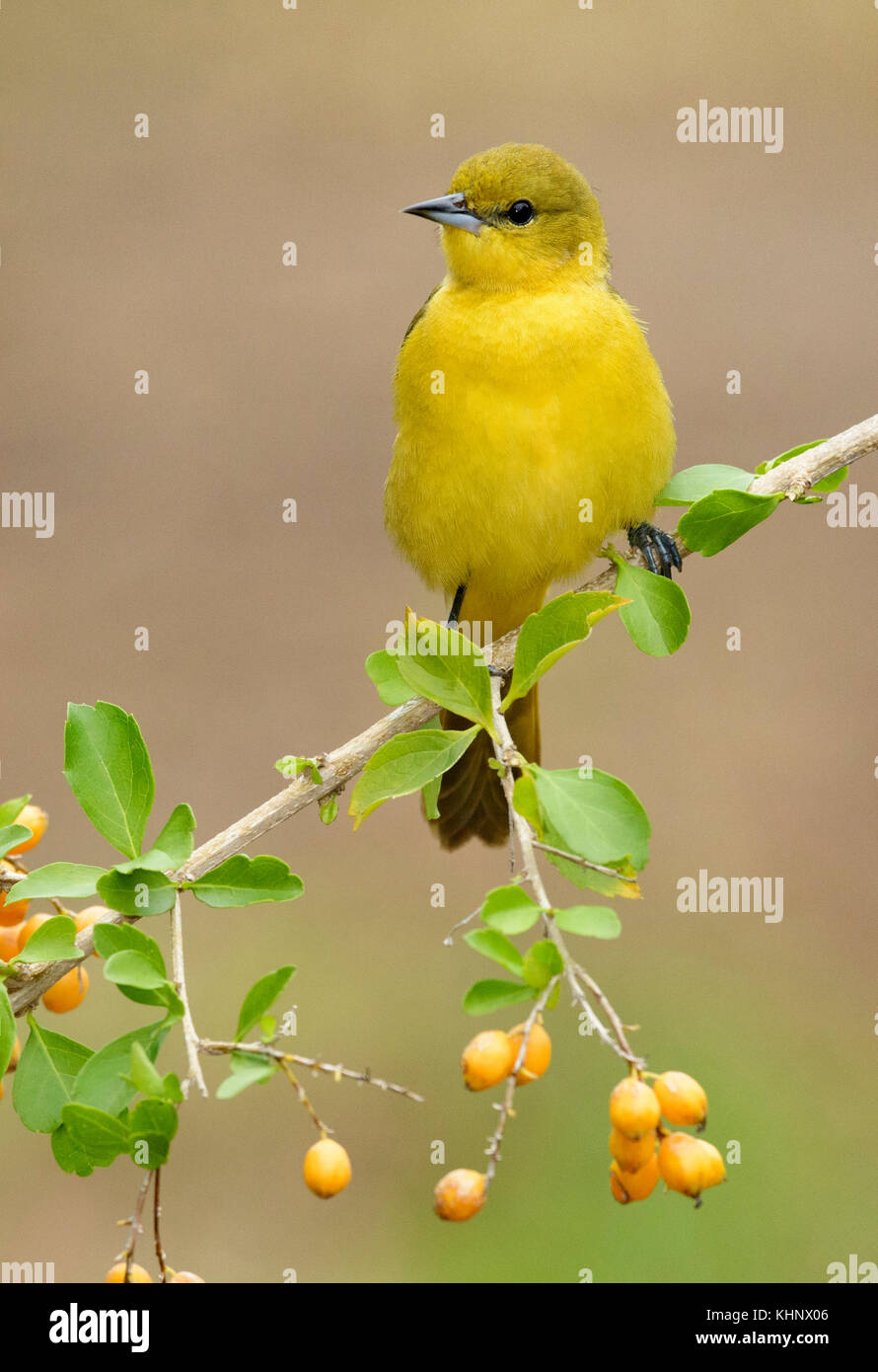 Orchard Oriole (Icterus spurius) female, Texas Stock Photo - Alamy