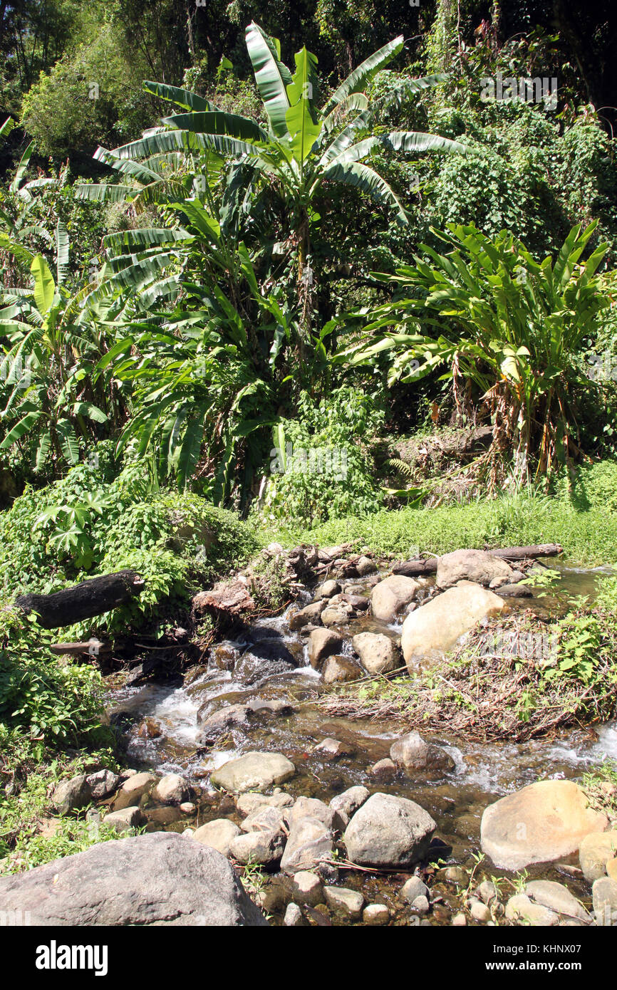 Stones, palm trees and river in island Grenada Stock Photo - Alamy