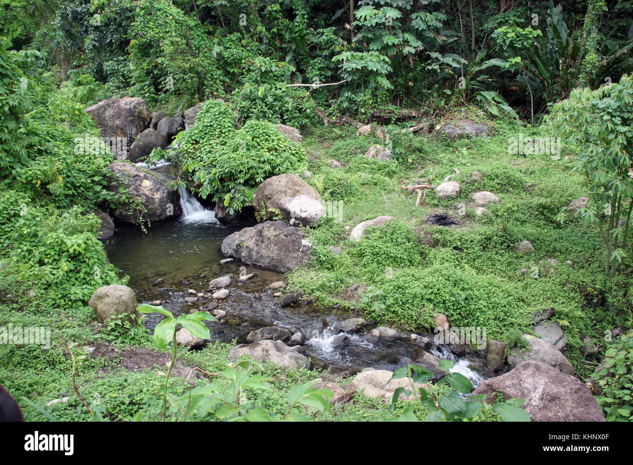 Green forest area and small river in Grenada Stock Photo - Alamy
