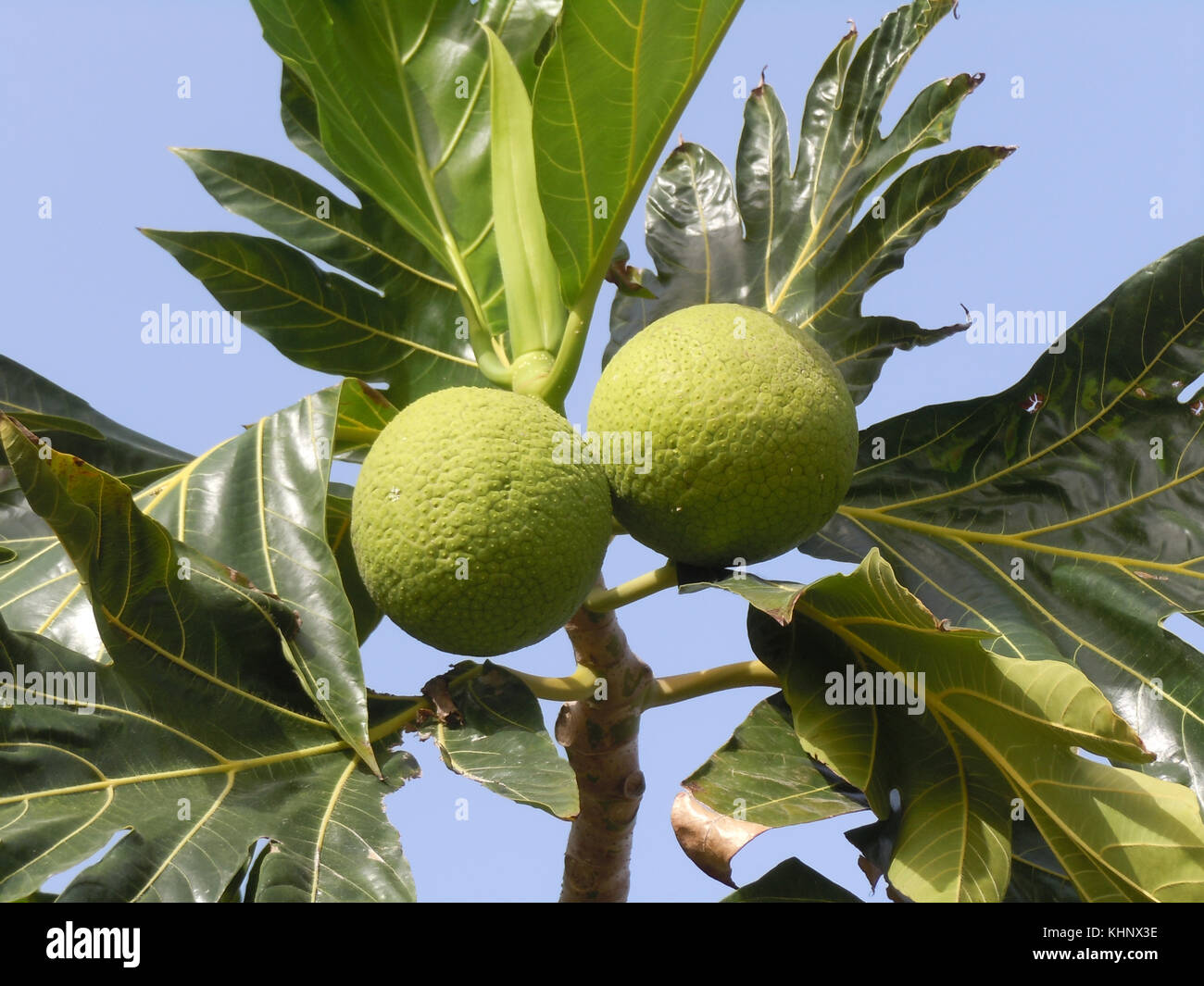 Bread tree, leaves and fruits on the sky Stock Photo - Alamy