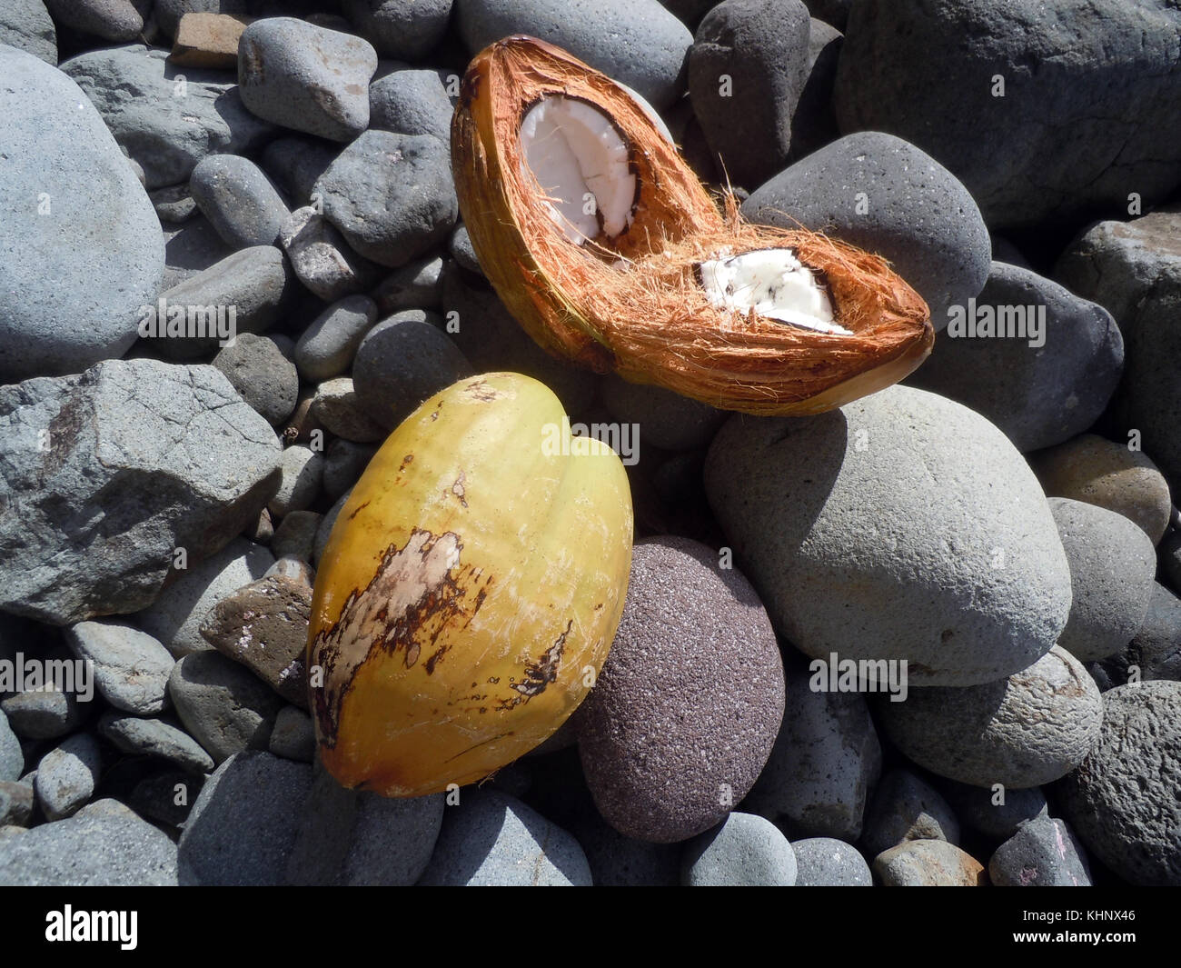 Coconuts on the stones on the coast of Dominica Stock Photo - Alamy