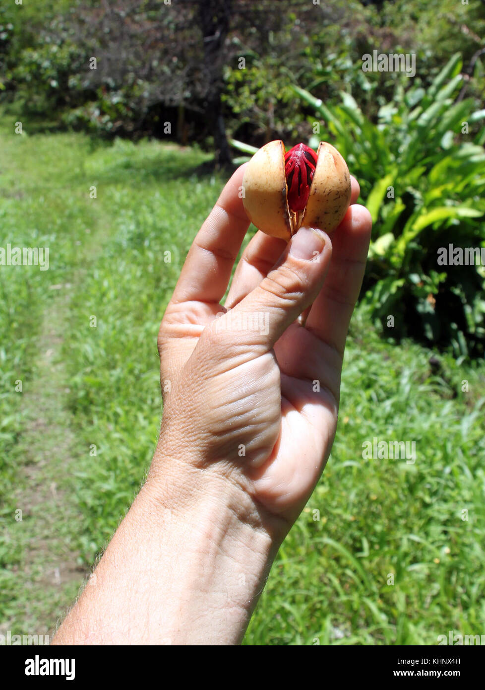 Picking nutmeg hi-res stock photography and images - Alamy