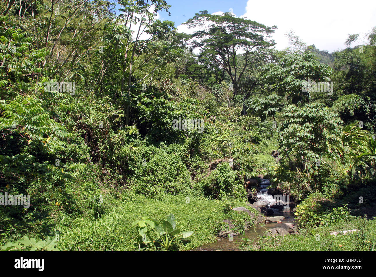 Green forest and small river in Grenada island Stock Photo - Alamy