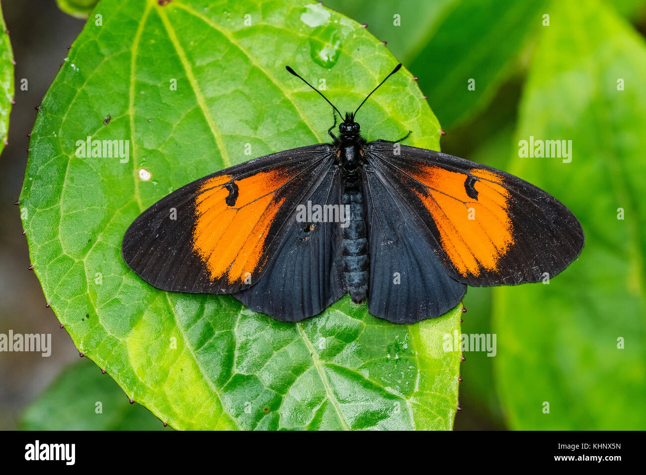Orange-disked Actinote (Altinote stratonice) butterfly, Las Tangaras ...