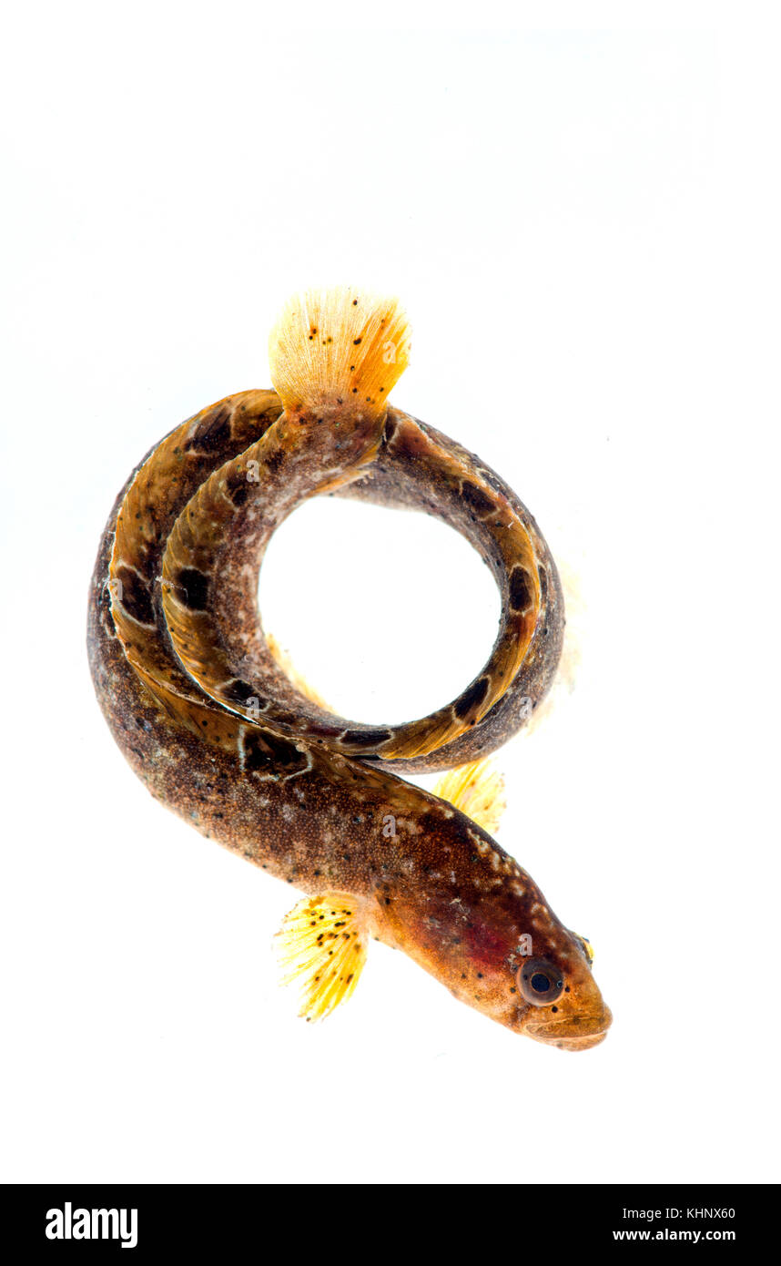 Butterfish (Pholis gunnellus), Netherlands Stock Photo - Alamy