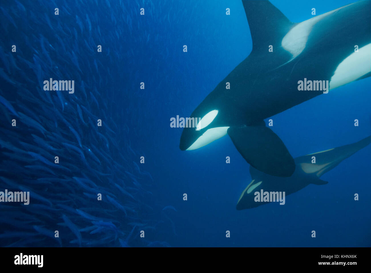 Orca (Orcinus orca) pair cooperatively hunting Atlantic Herring (Clupea ...