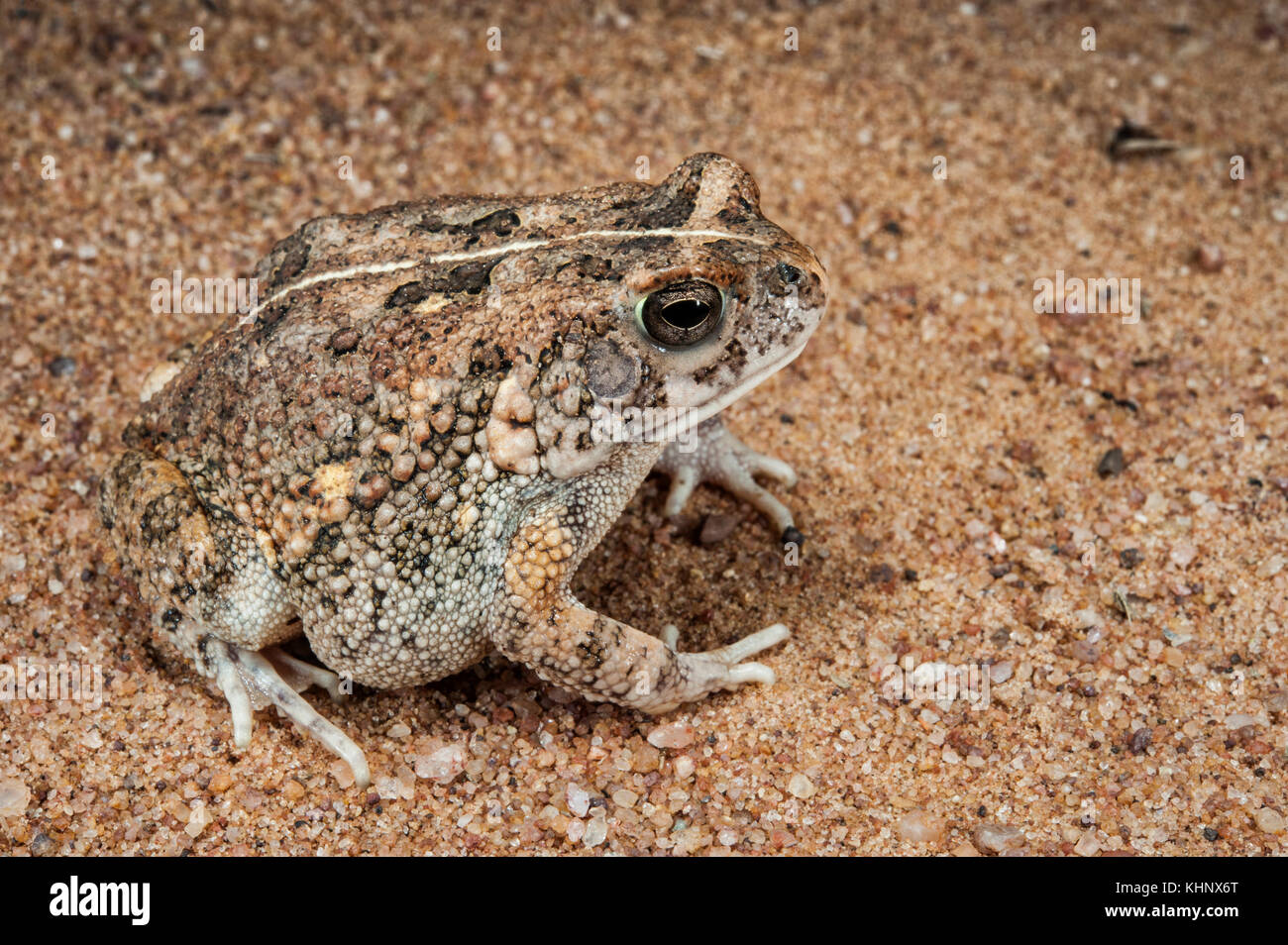 Eastern Leopard Toad (Amietophrynus pardalis), Marakele National Park ...
