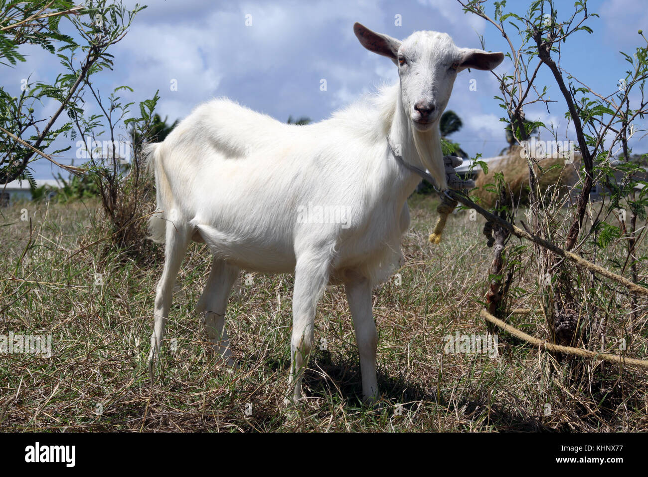 Uppish High Resolution Stock Photography and Images - Alamy