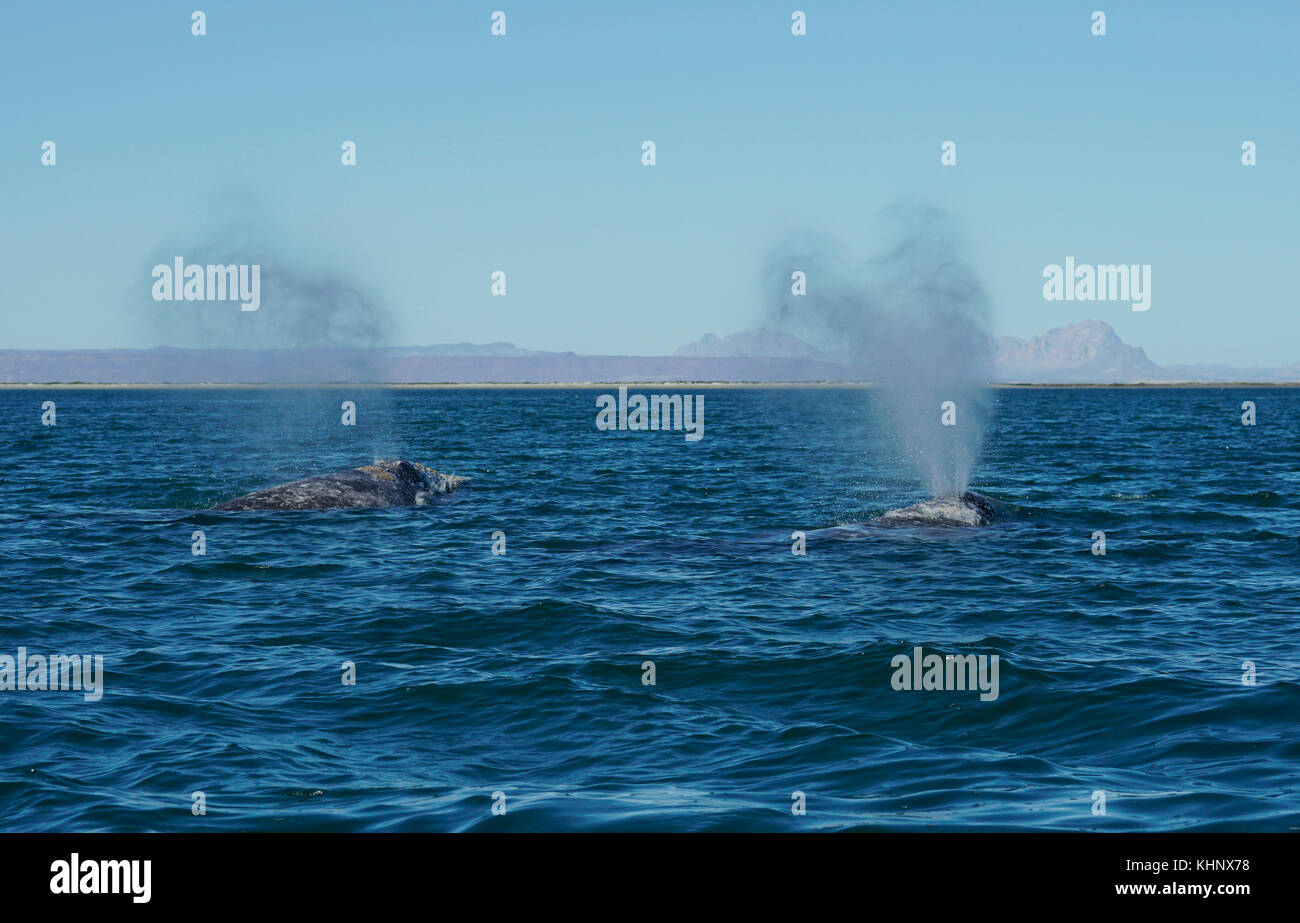 Gray Whale (Eschrichtius robustus) pair surfacing, San Ignacio Lagoon ...