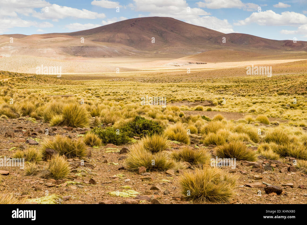 Peruvian Feathergrass (Jarava ichu) growing in dry puna grassland, Abra ...