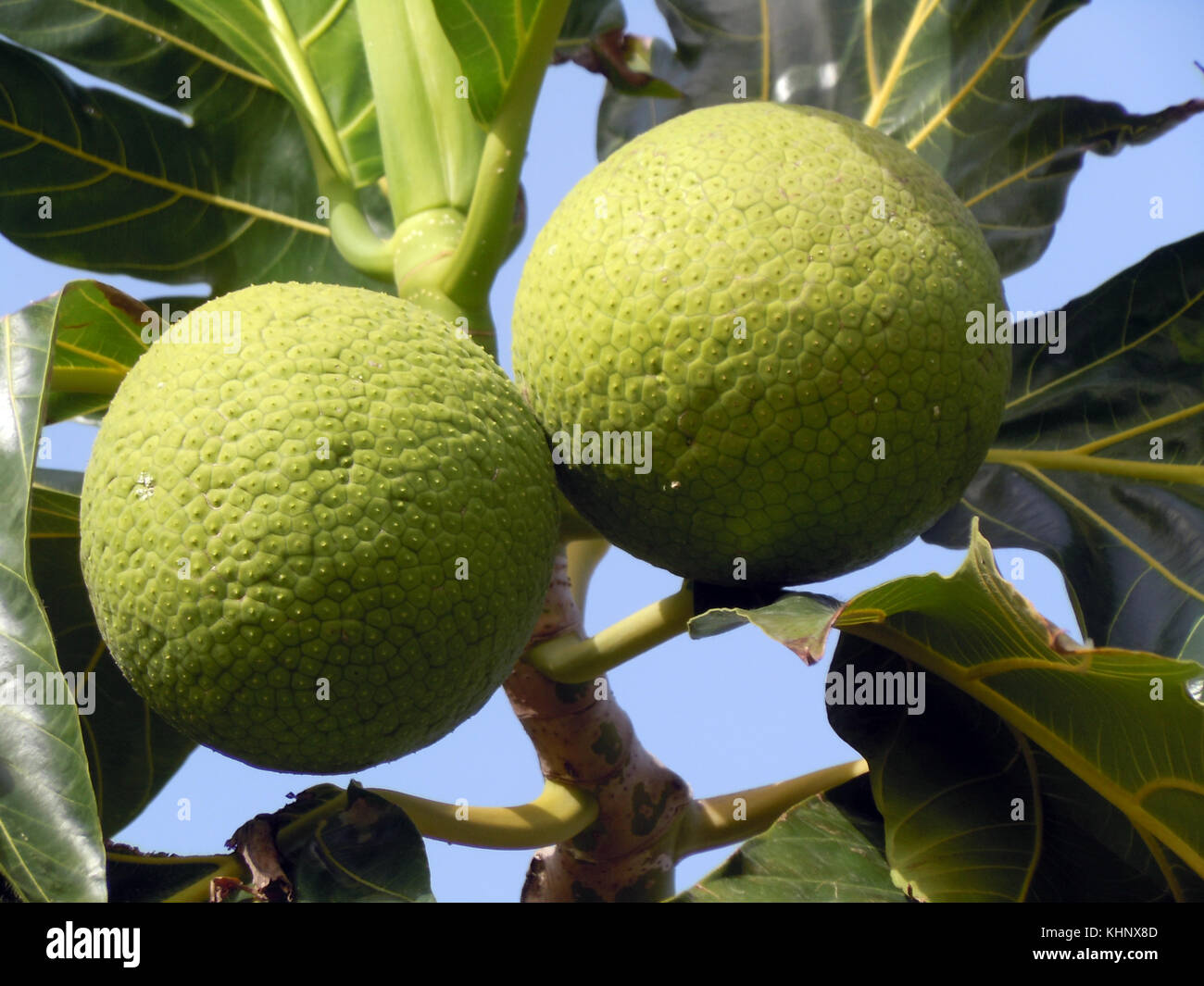 Green fruits and leaves of bread tree Stock Photo - Alamy