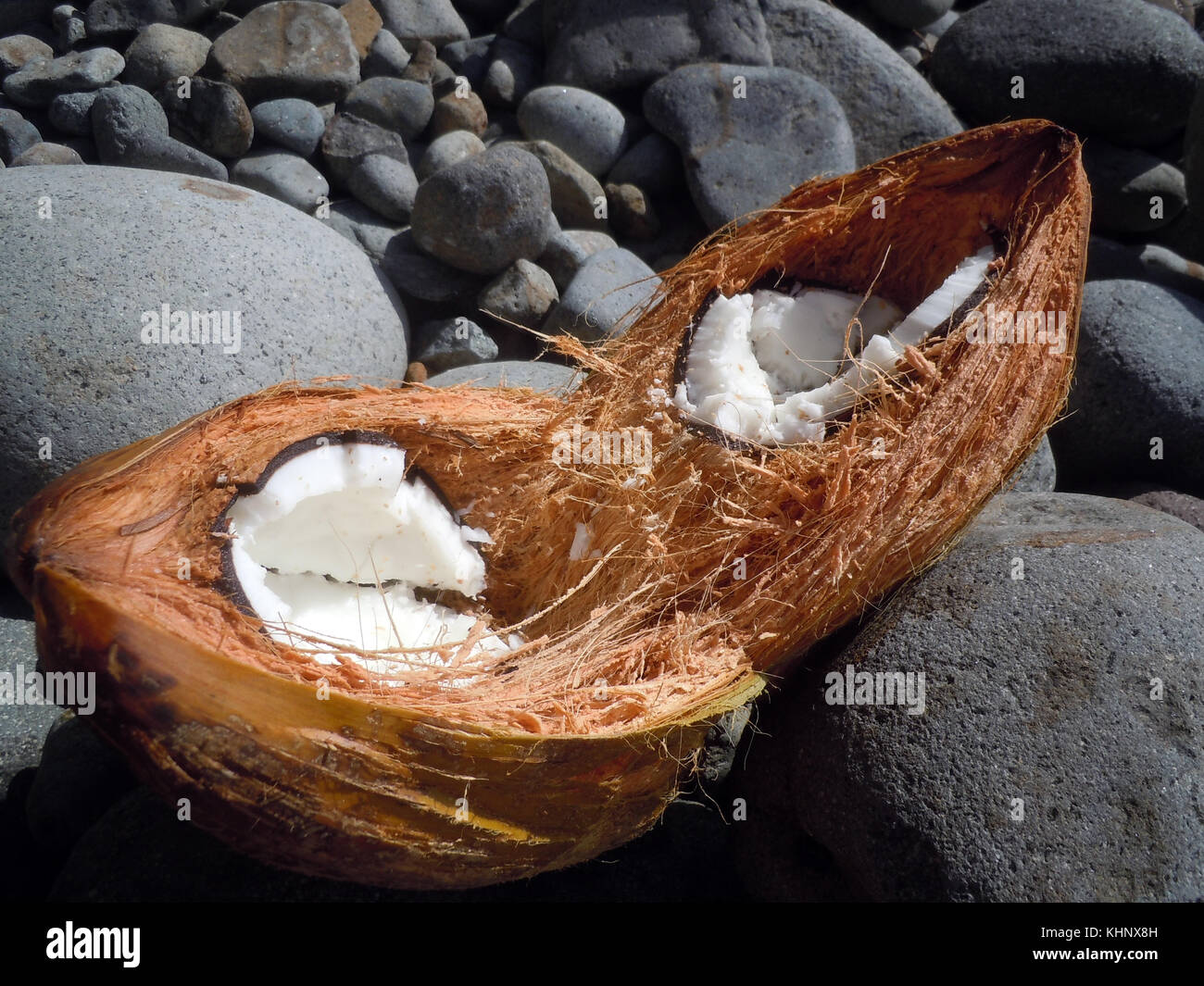 Open coconut on the stones of coast in Dominica Stock Photo - Alamy